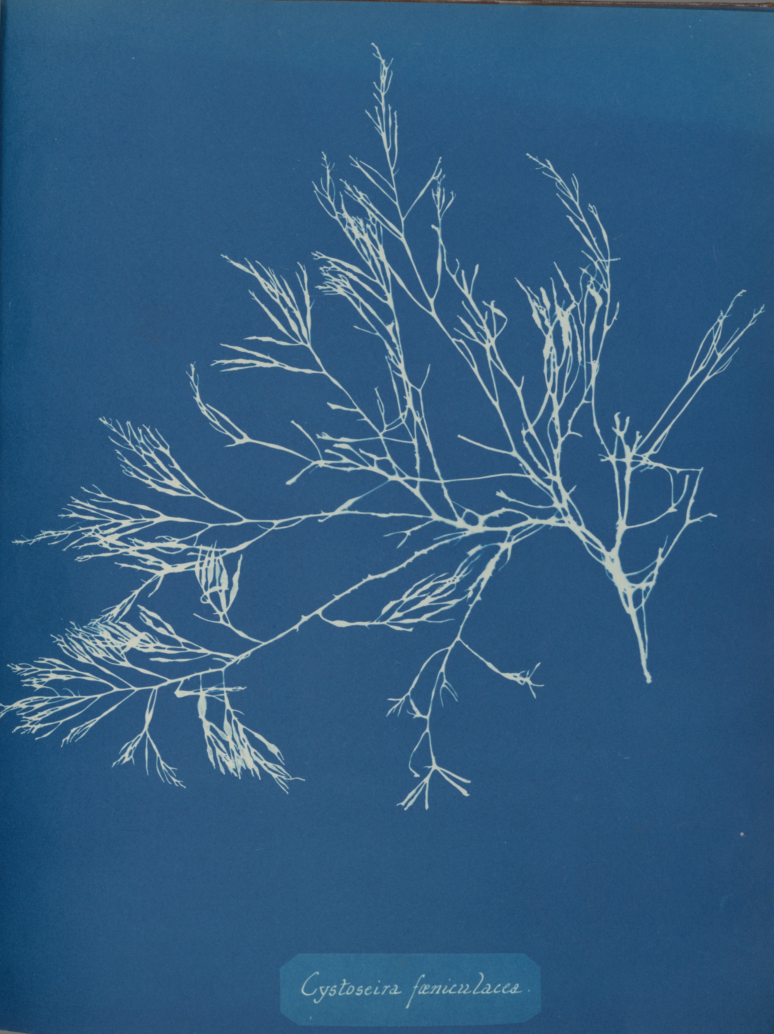 Exposition Anna Atkins | Éragny-sur-Oise